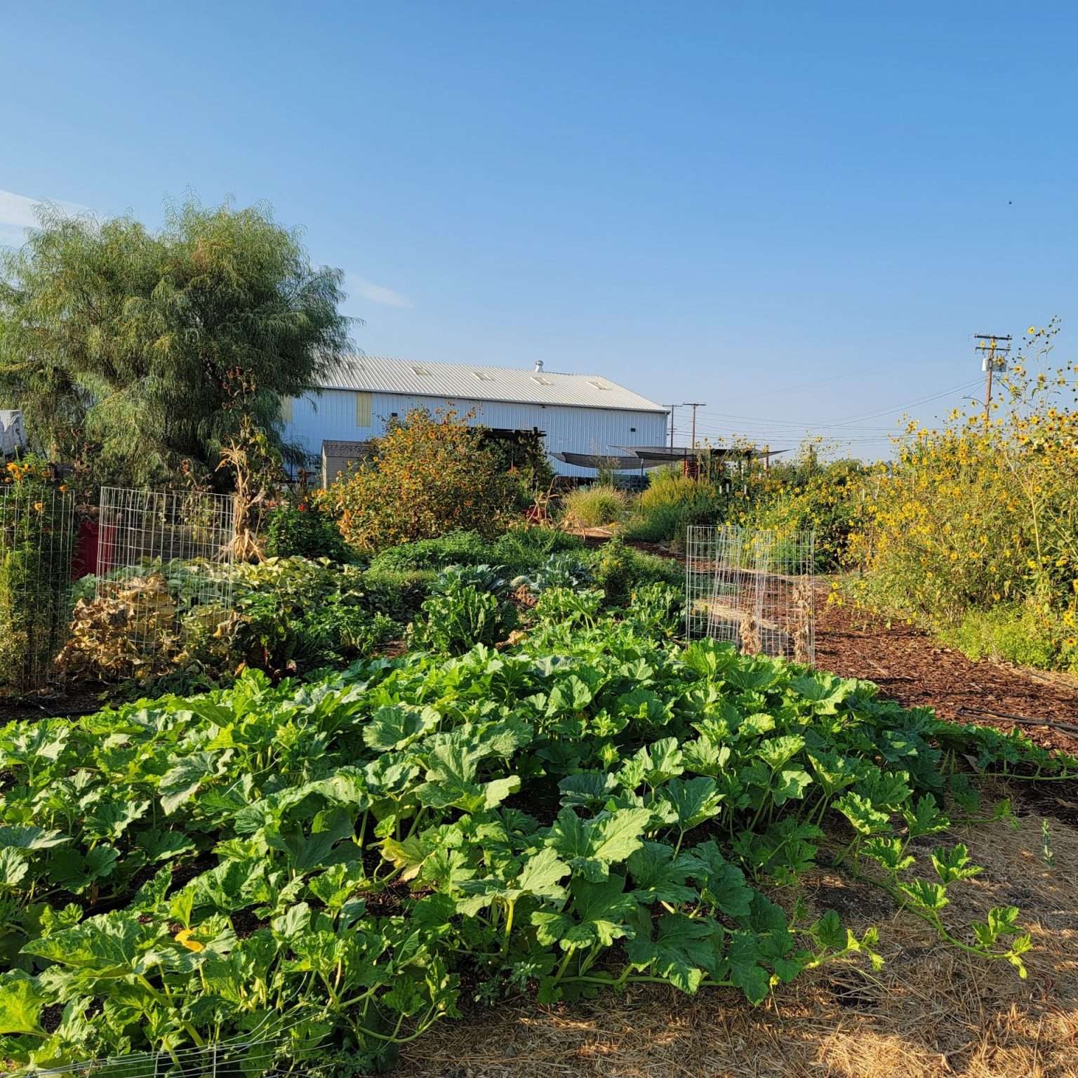 Volunteer – FoodLink for Tulare County